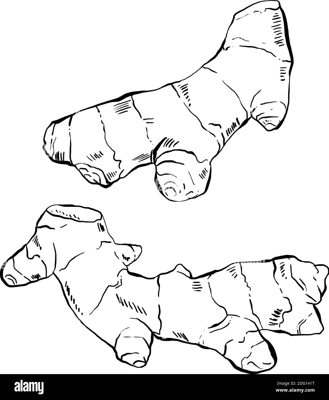 Ginger Plant Black and White Stock Photos & Images - Alamy