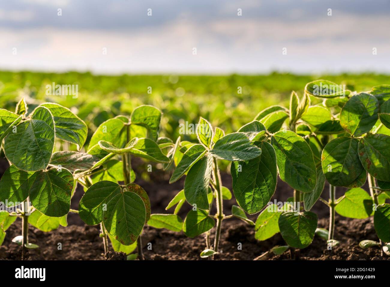 Open soybean field at sunset.Soybean field Stock Photo - Alamy