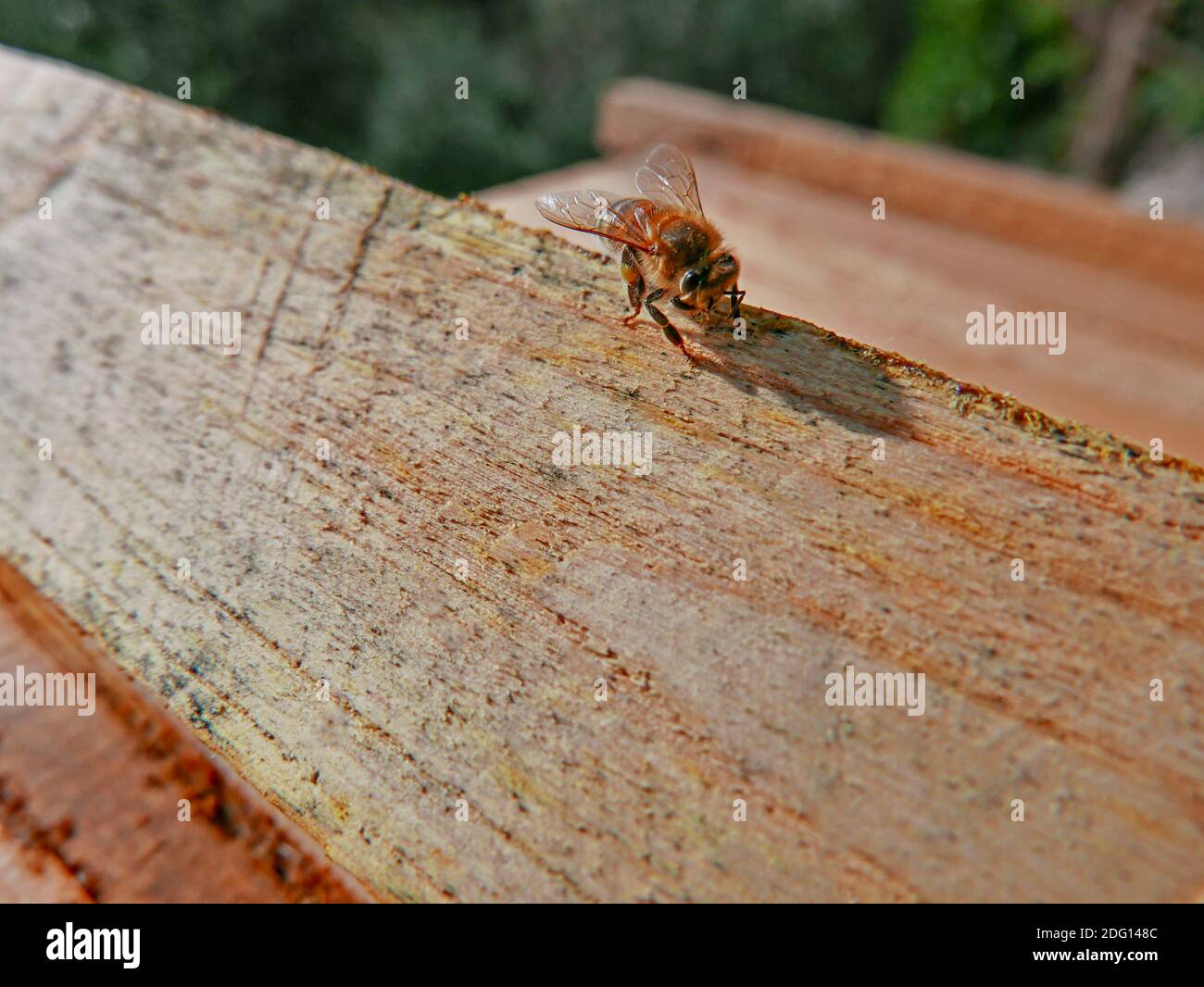 Timber bee hive hi-res stock photography and images - Alamy