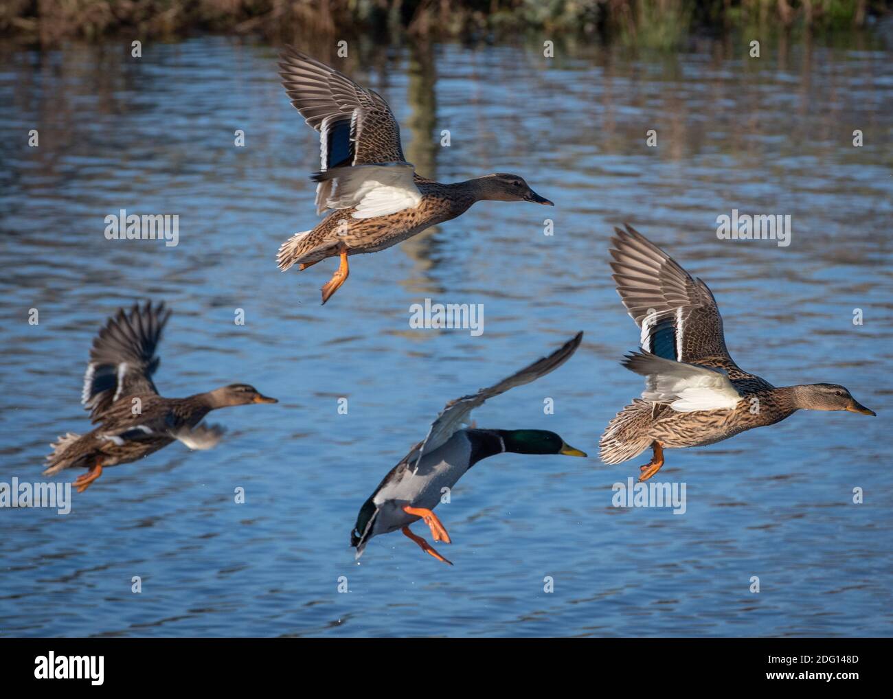 Flying ducks water colour hi-res stock photography and images - Alamy