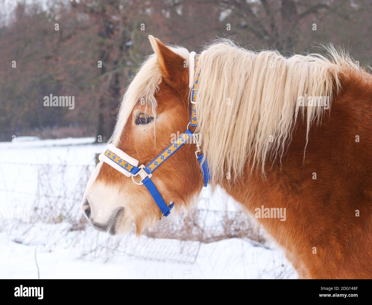 Collar stands hi-res stock photography and images - Alamy