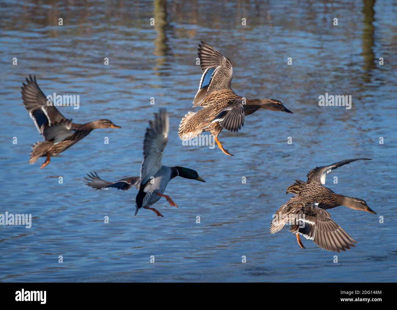 Scaring a duck hi-res stock photography and images - Alamy