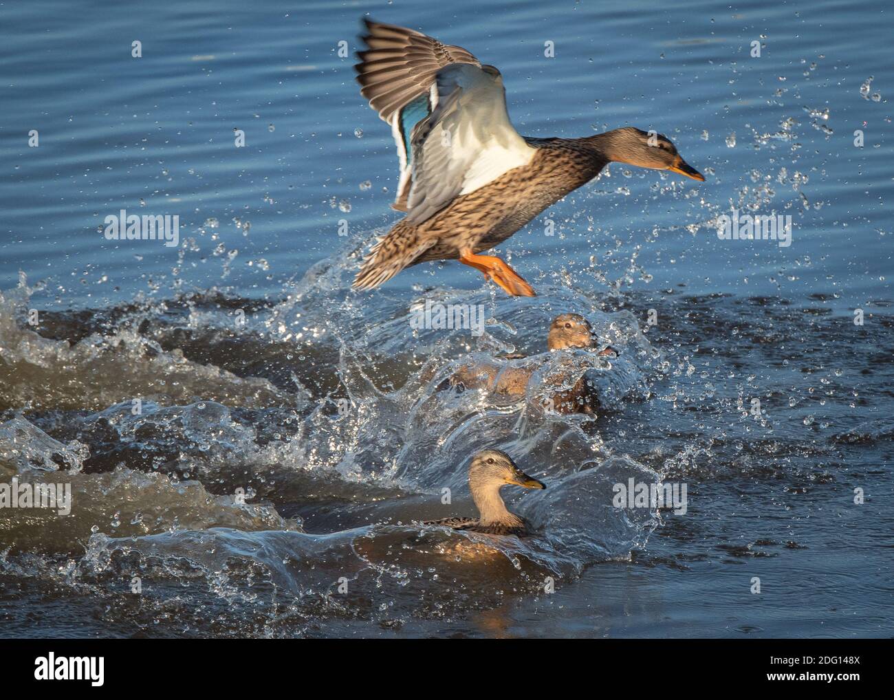 Dog chasing ducks hi-res stock photography and images - Alamy