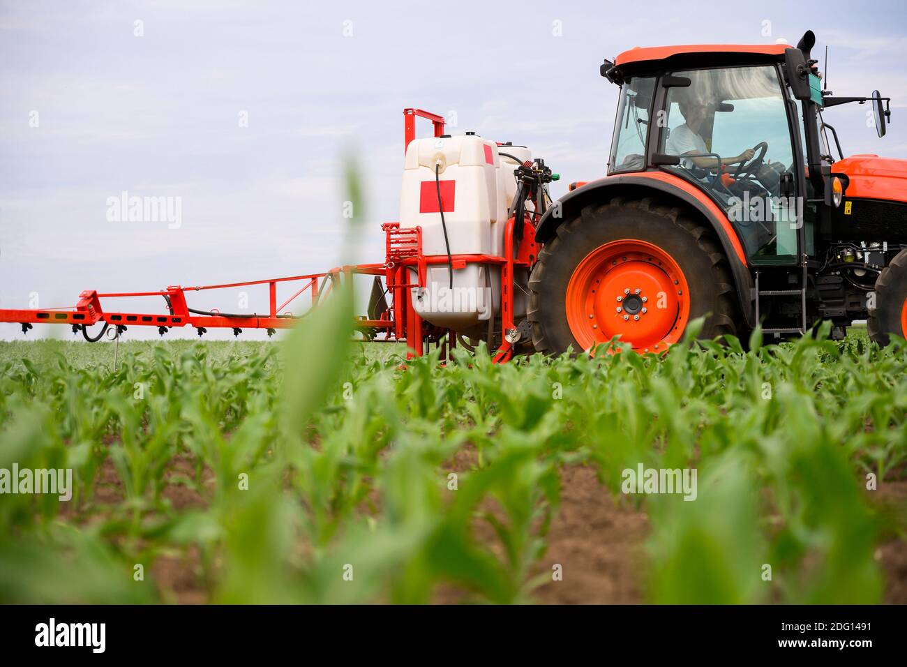Tractor spraying pesticides on corn field with sprayer at spring Stock ...
