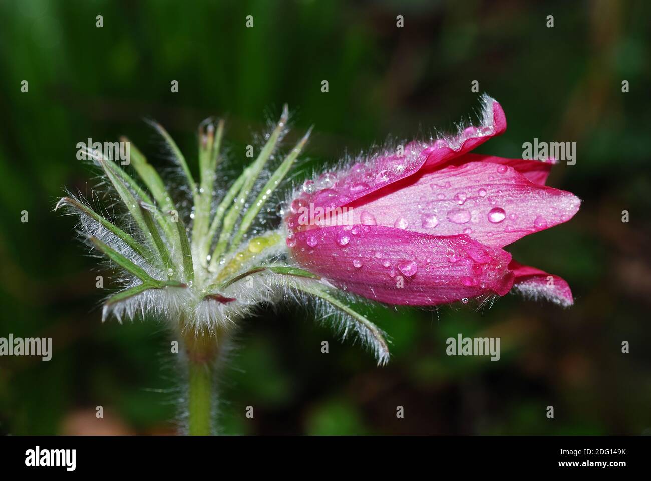 Das flower hi-res stock photography and images - Alamy