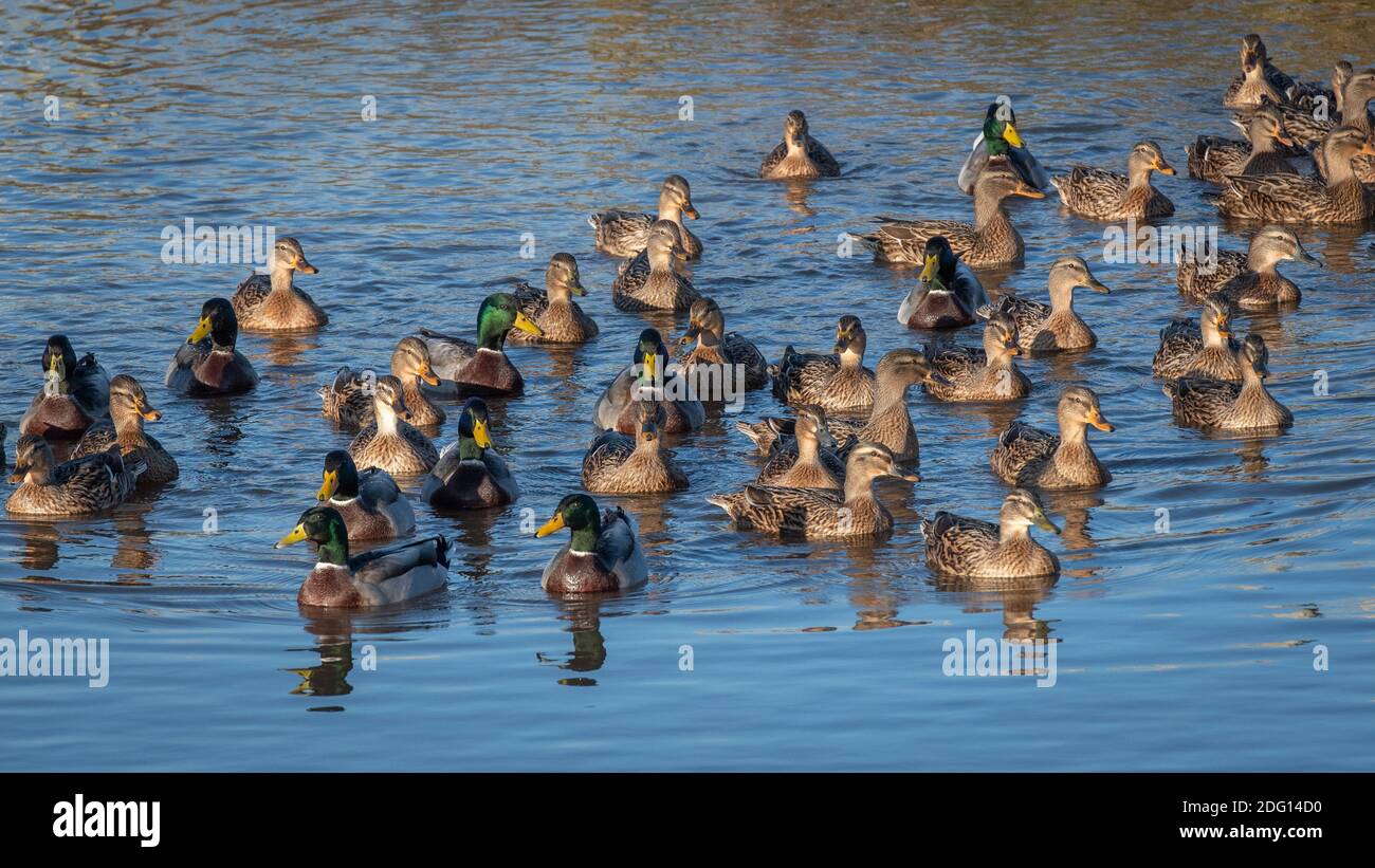 Scaring a duck hi-res stock photography and images - Alamy