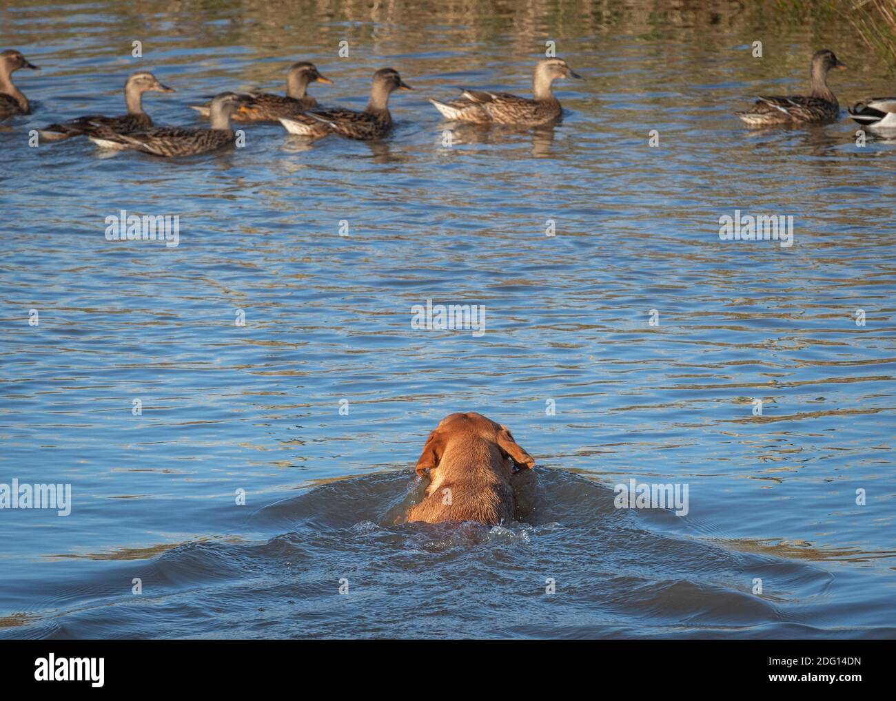 Scaring a duck hi-res stock photography and images - Alamy