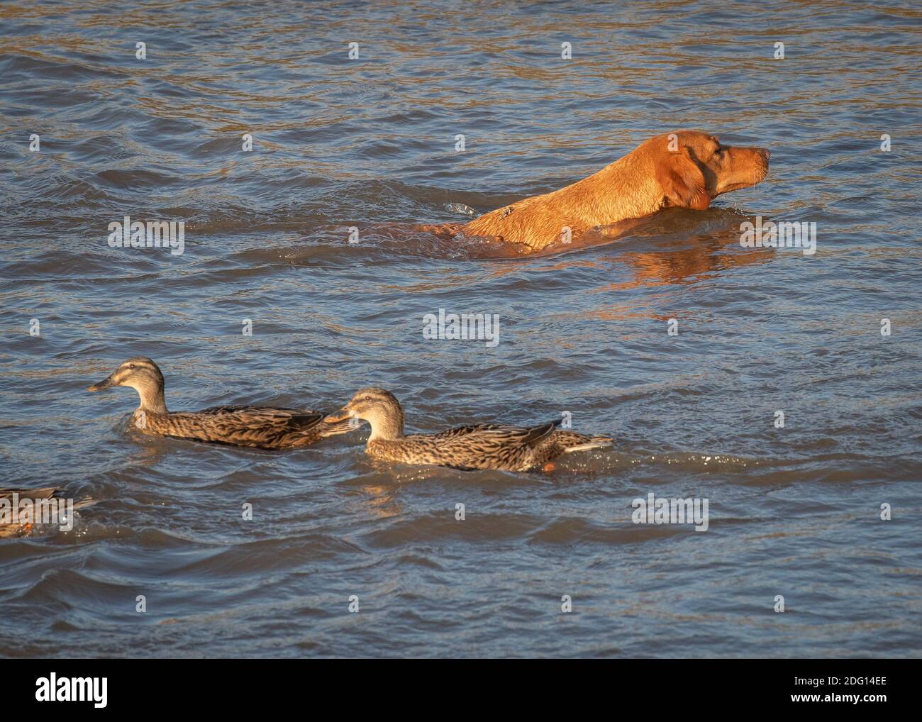 Scaring a duck hi-res stock photography and images - Alamy