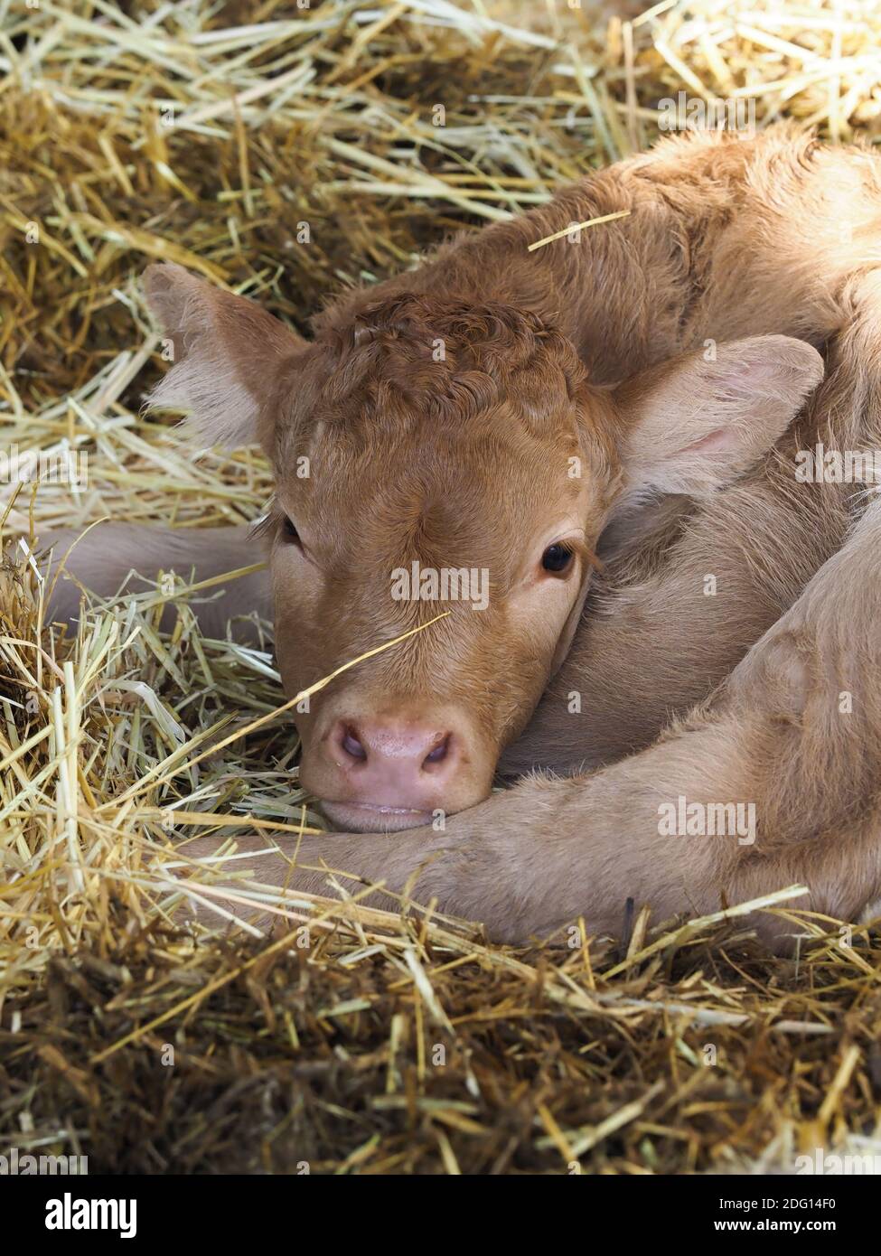 A head shot of a very young calf laying down on a straw bed Stock Photo ...