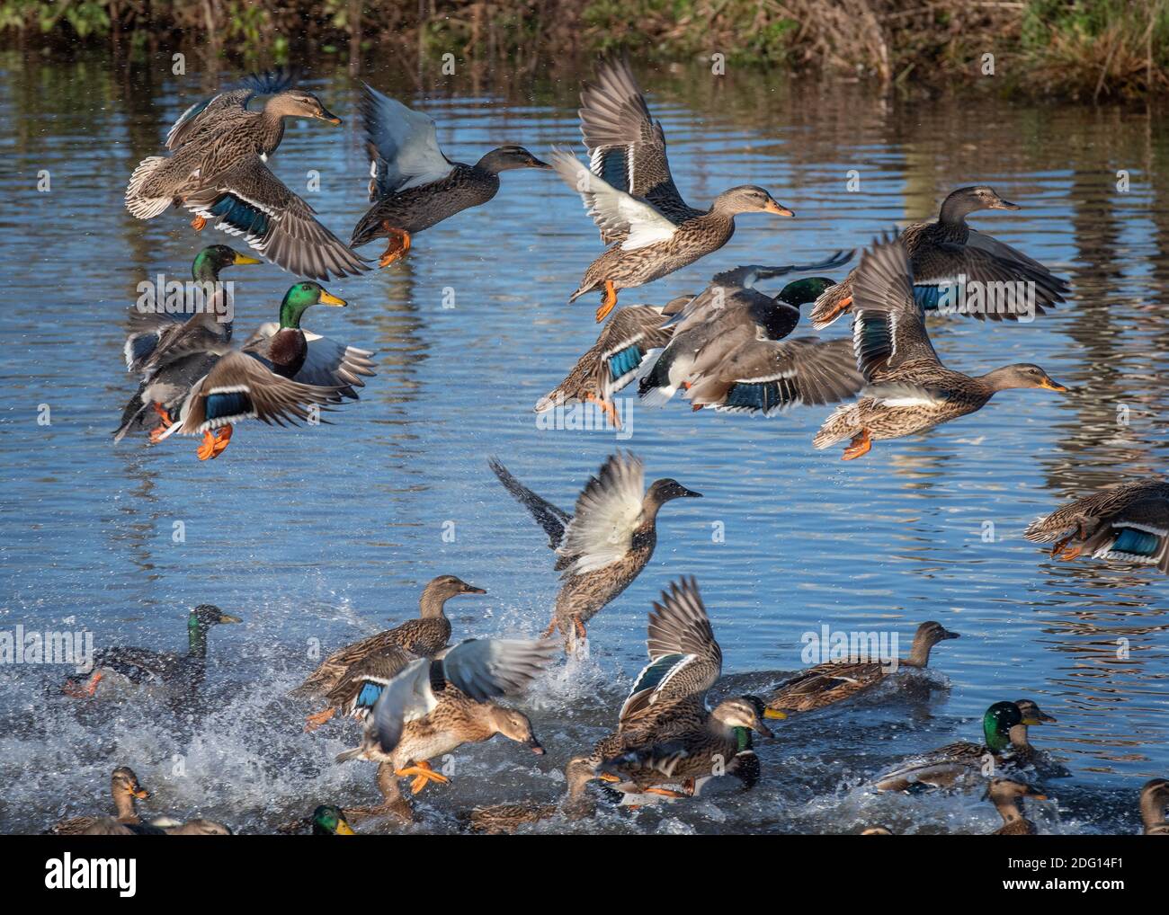 Scaring a duck hi-res stock photography and images - Alamy