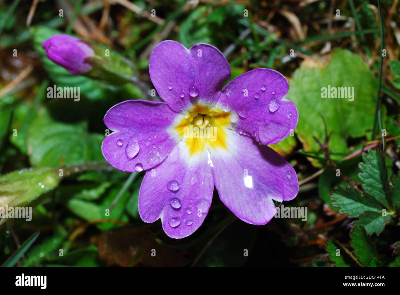 Large view of a purple spring flower with drops after rain Stock Photo ...