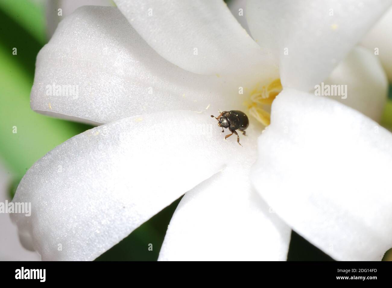 Little hen hi-res stock photography and images - Alamy