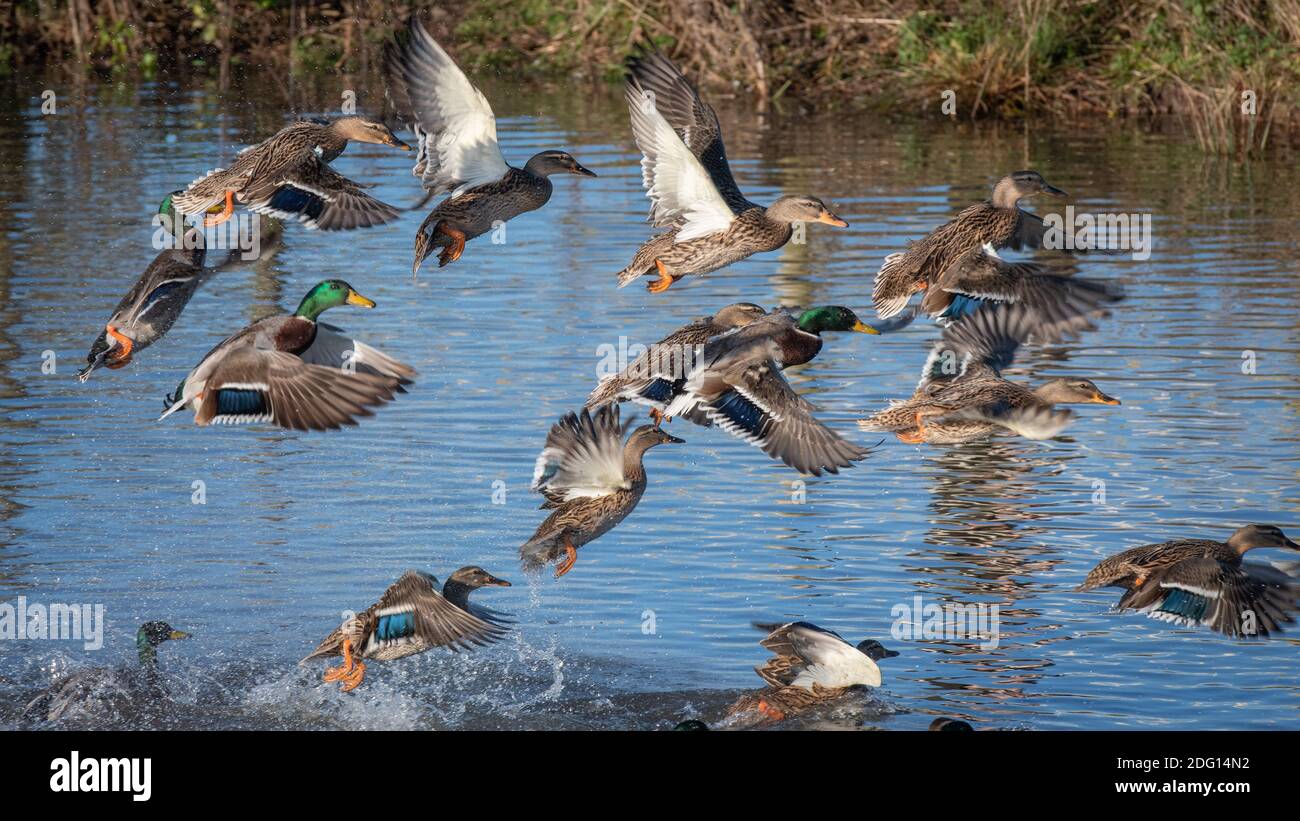 Scaring a duck hi-res stock photography and images - Alamy