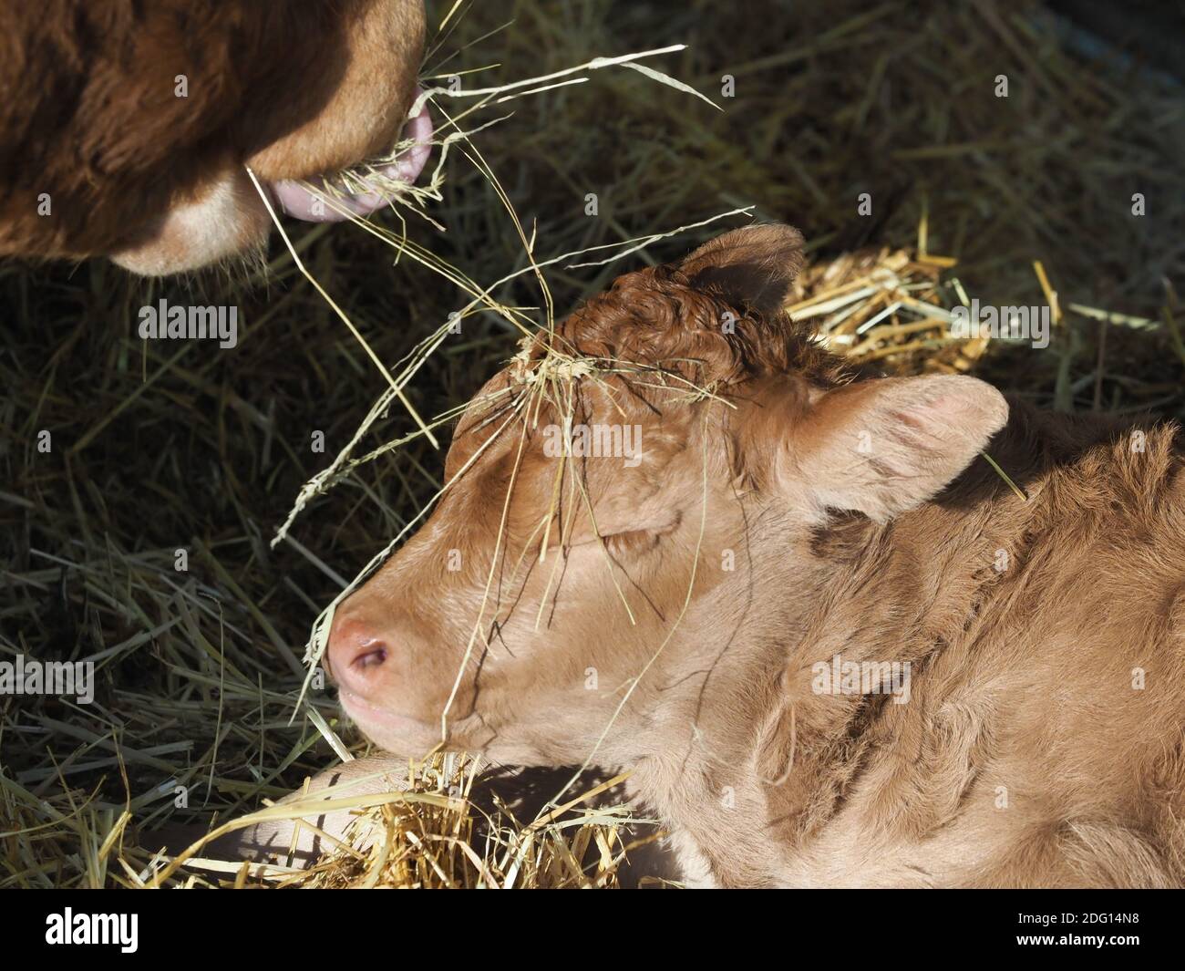 Calf Laying In Straw High Resolution Stock Photography and Images - Alamy