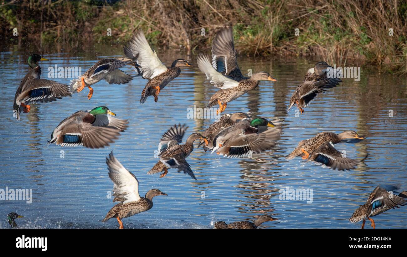 Scaring a duck hi-res stock photography and images - Alamy