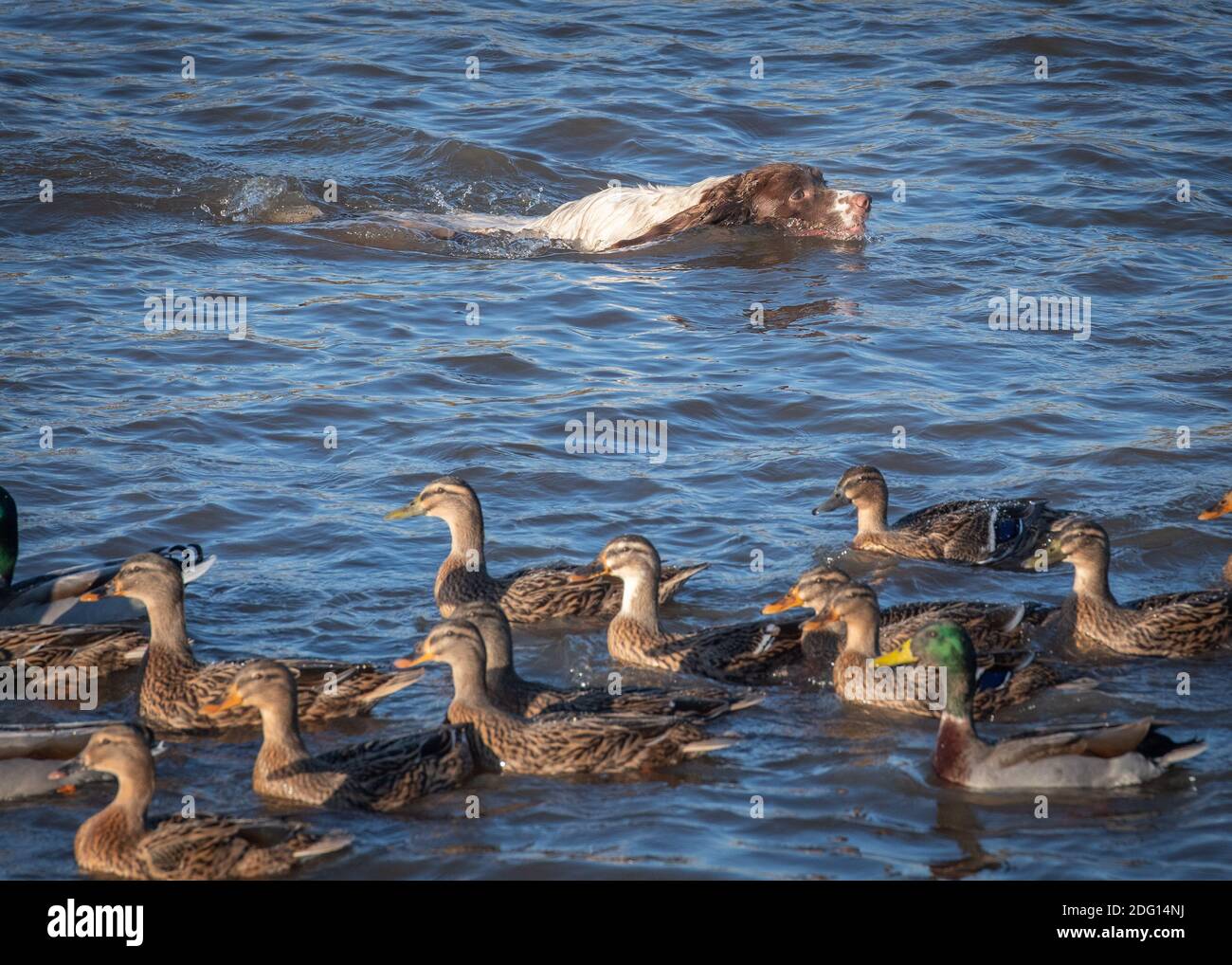 Dog chasing ducks hi-res stock photography and images - Alamy