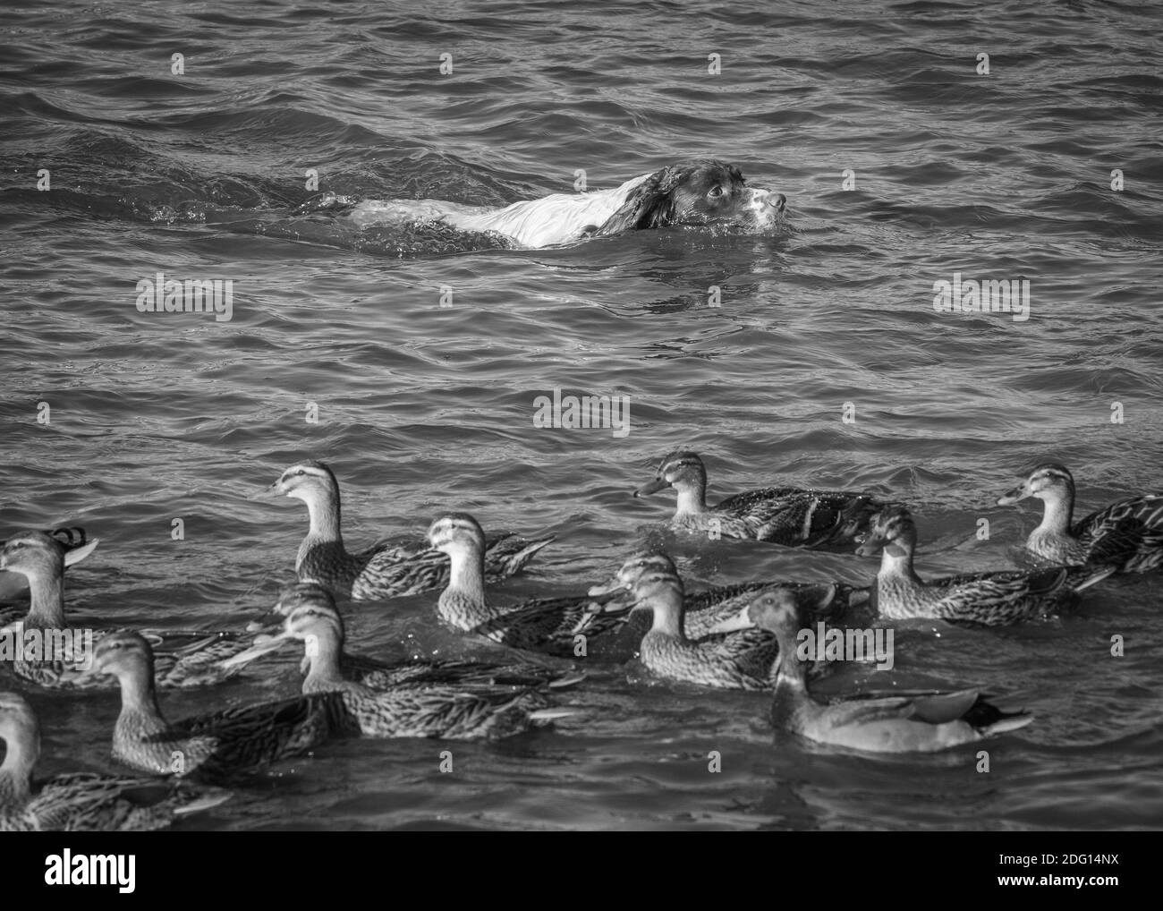 Feathers web feet Black and White Stock Photos & Images - Alamy