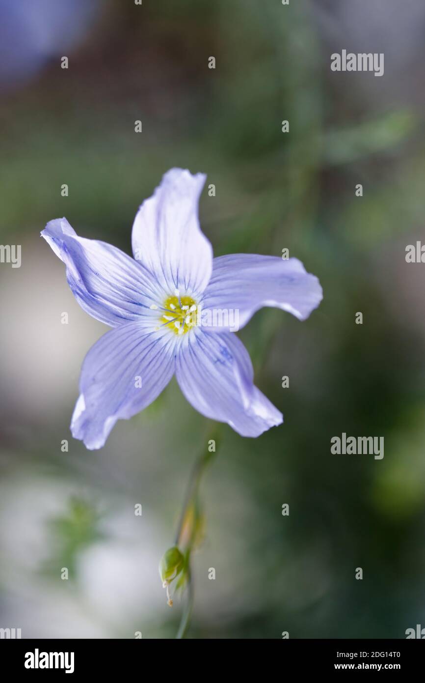 Linum alpinum hi-res stock photography and images - Alamy