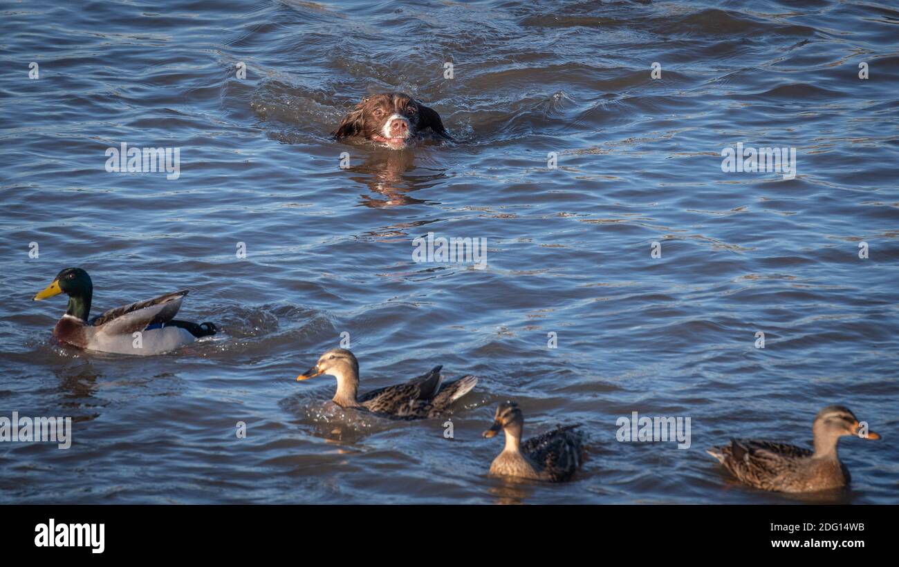 Scaring a duck hi-res stock photography and images - Alamy