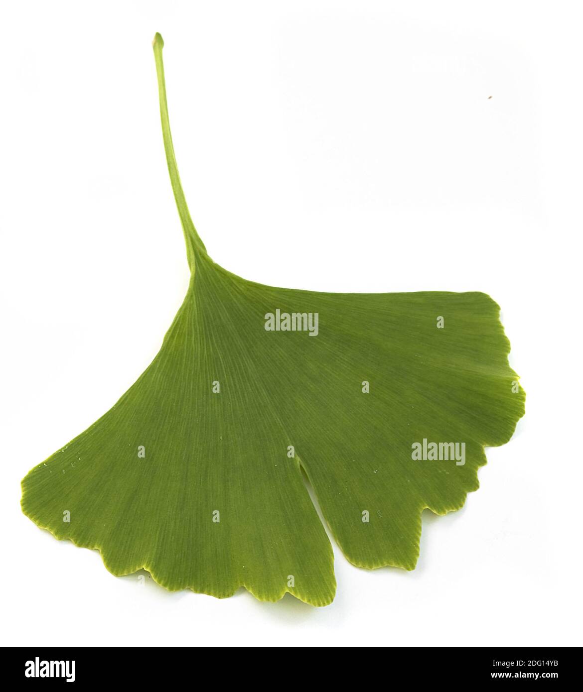 Horizontal ginkgo tree Cut Out Stock Images & Pictures - Alamy