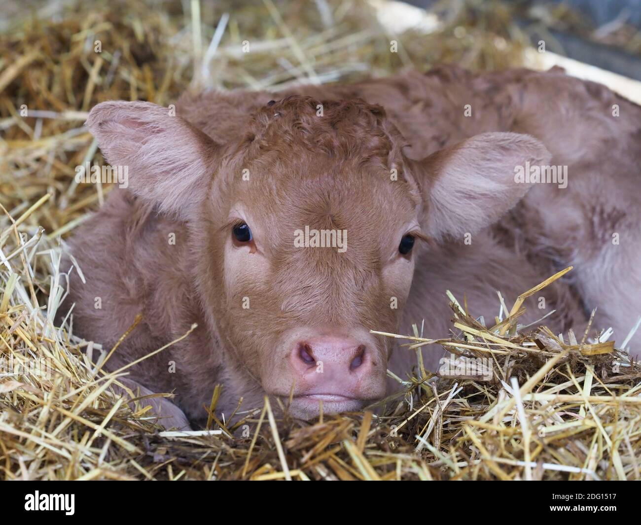 Calf Laying In Straw High Resolution Stock Photography and Images - Alamy