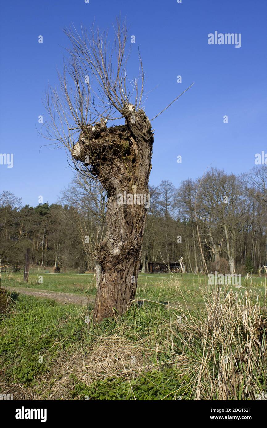 Willowtree hi-res stock photography and images - Alamy