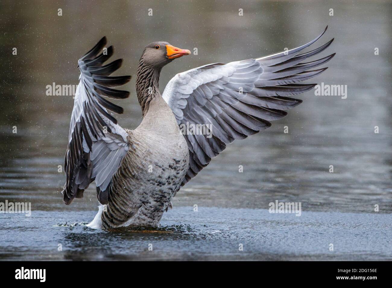 Graugans (Anser anser Stock Photo - Alamy