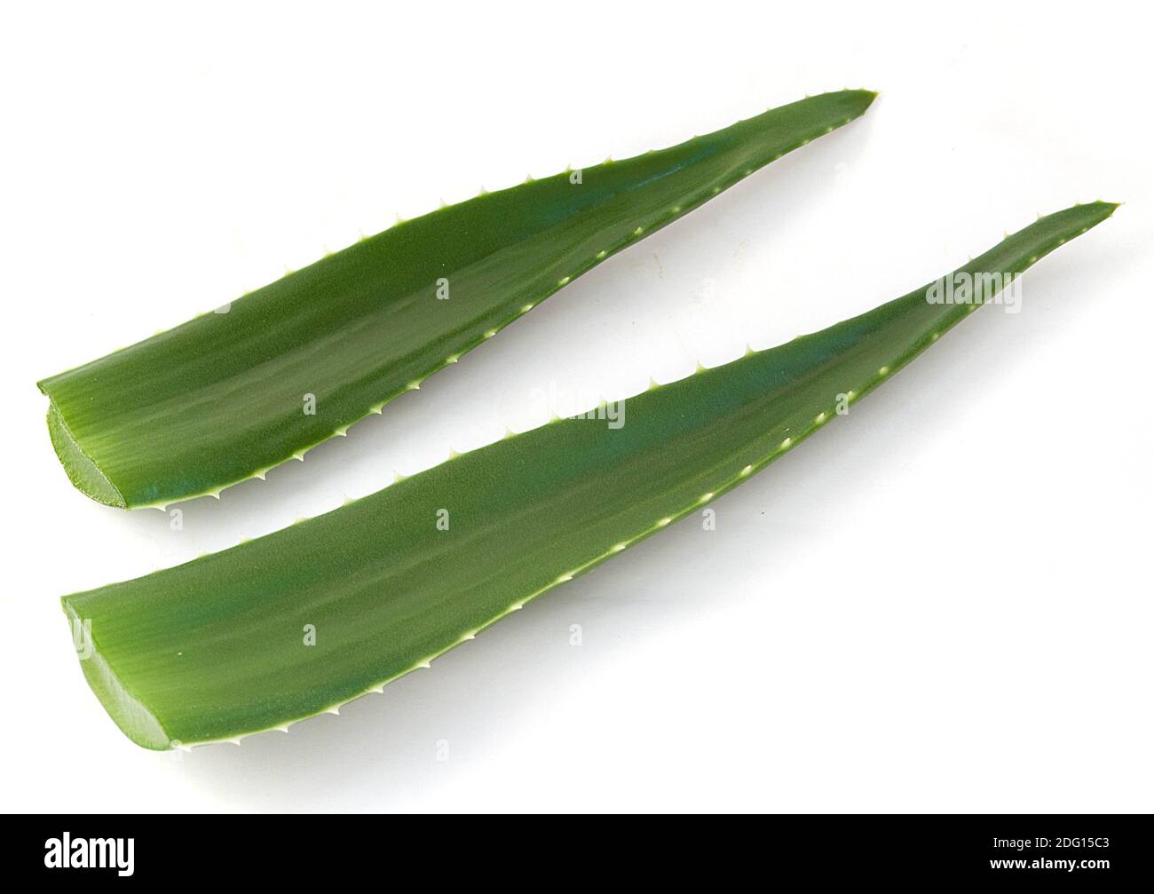 Aloe vera leaves Stock Photo - Alamy