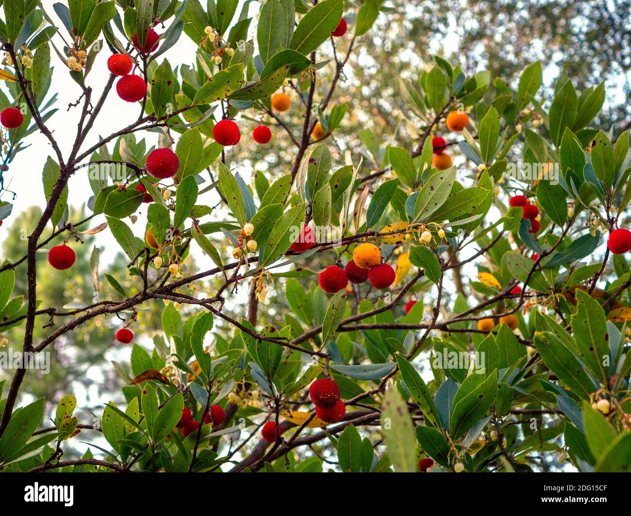 Arbutus Unedo Fructul