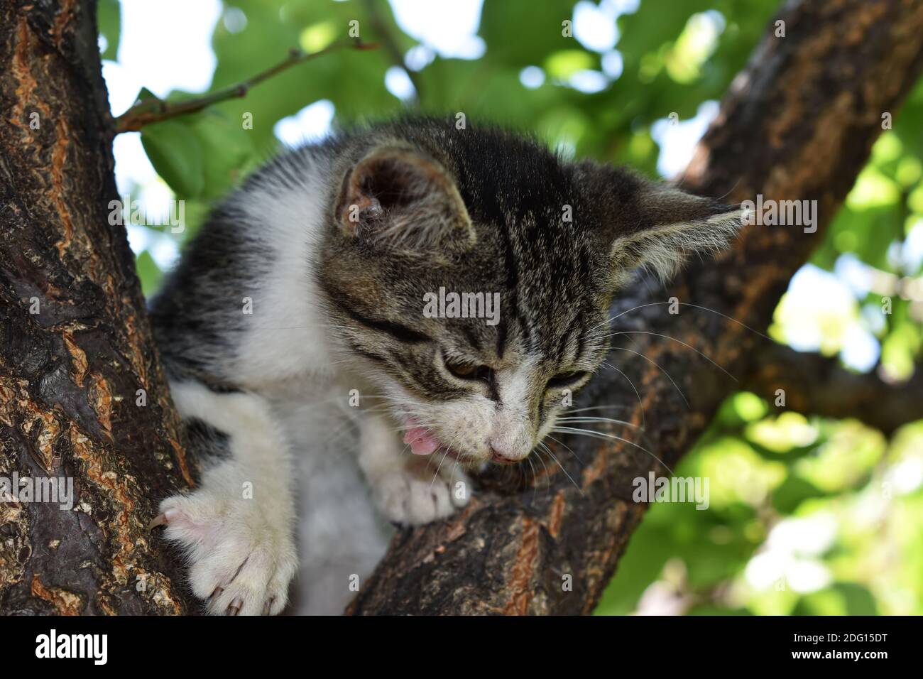 little kitten eating food and top of tree branch Stock Photo - Alamy