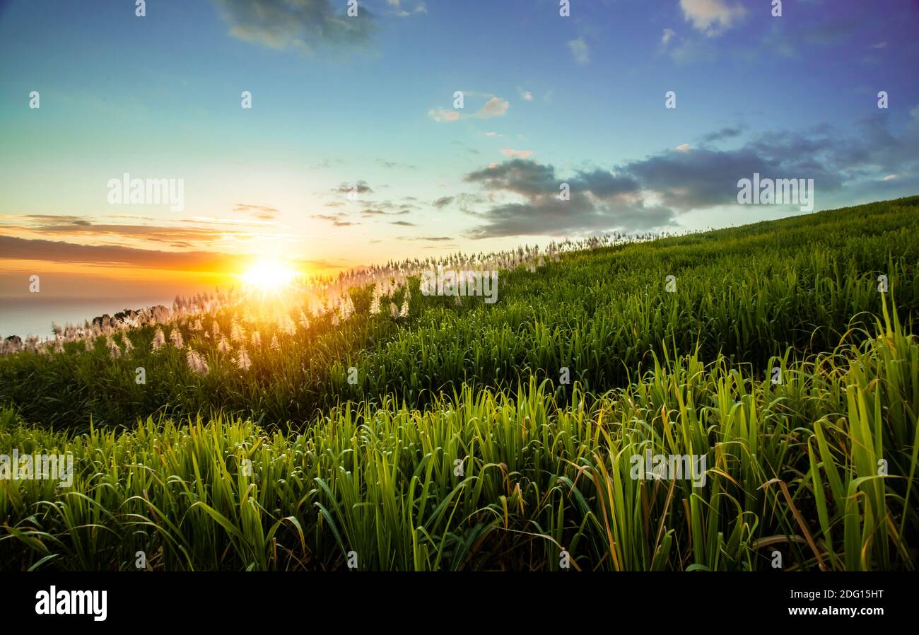 Sugar cane in flower hi-res stock photography and images - Alamy