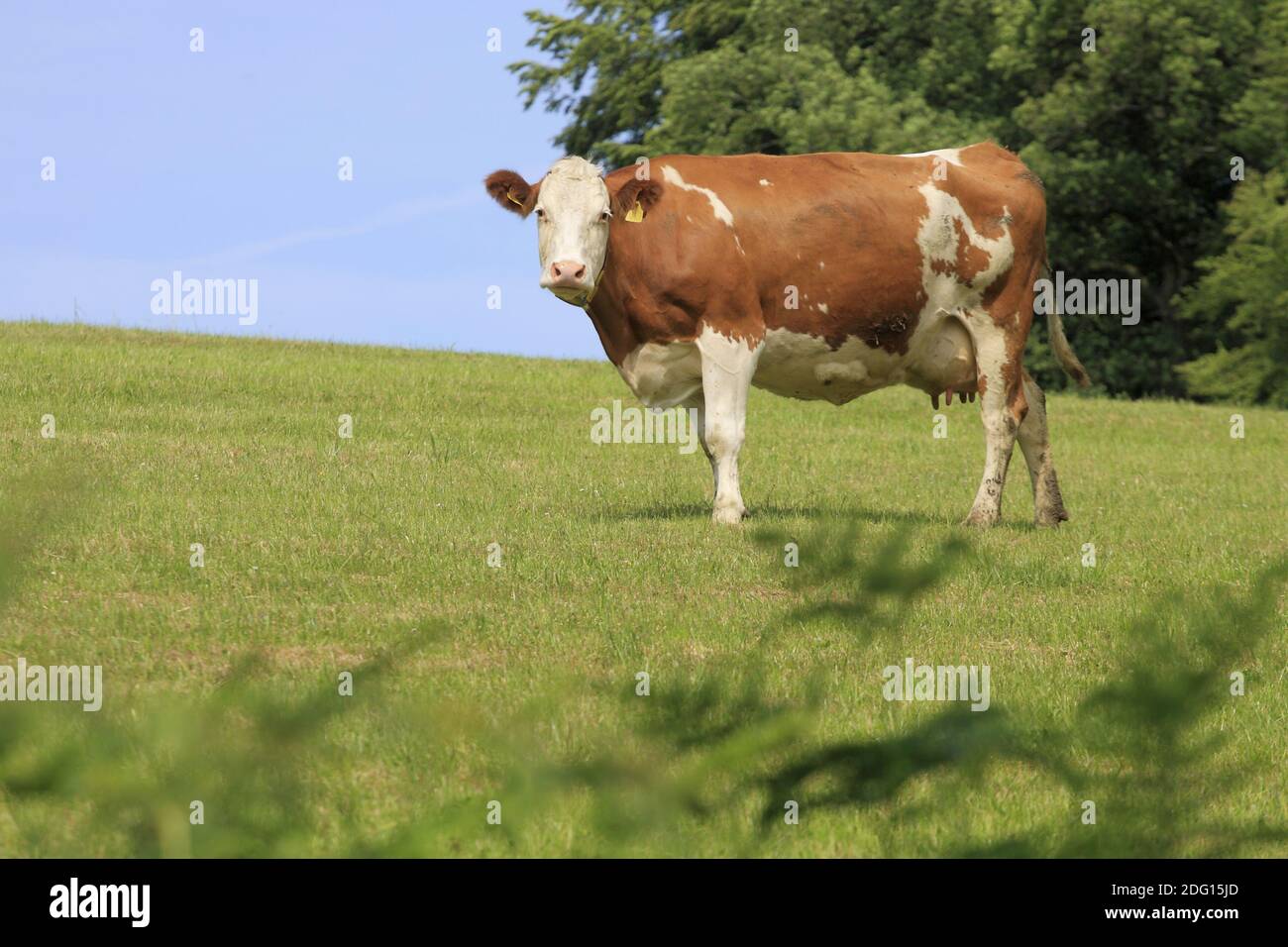 Cow stand on grassland Stock Photo - Alamy