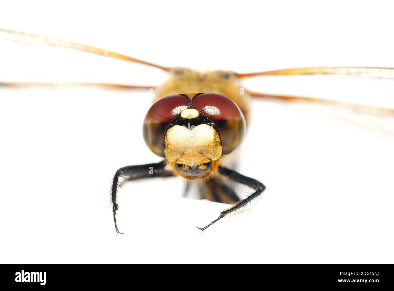 Compound eyes flower hi-res stock photography and images - Alamy
