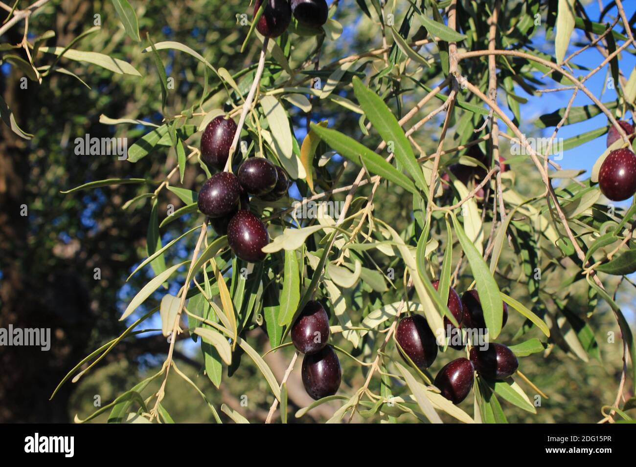 Olives on olive tree branch in the outskirts of Athens in Attica ...