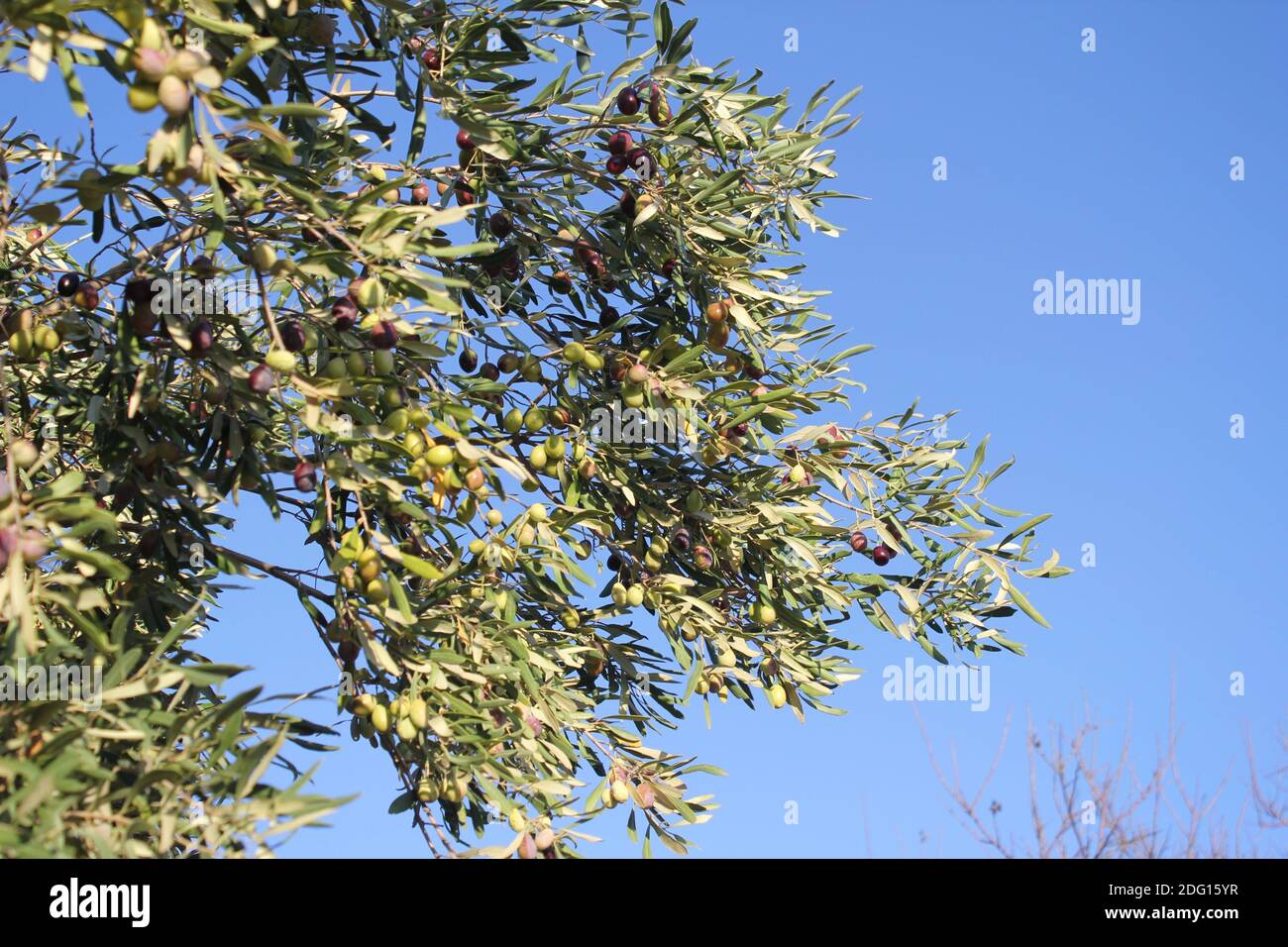Olives on olive tree branch in the outskirts of Athens in Attica ...