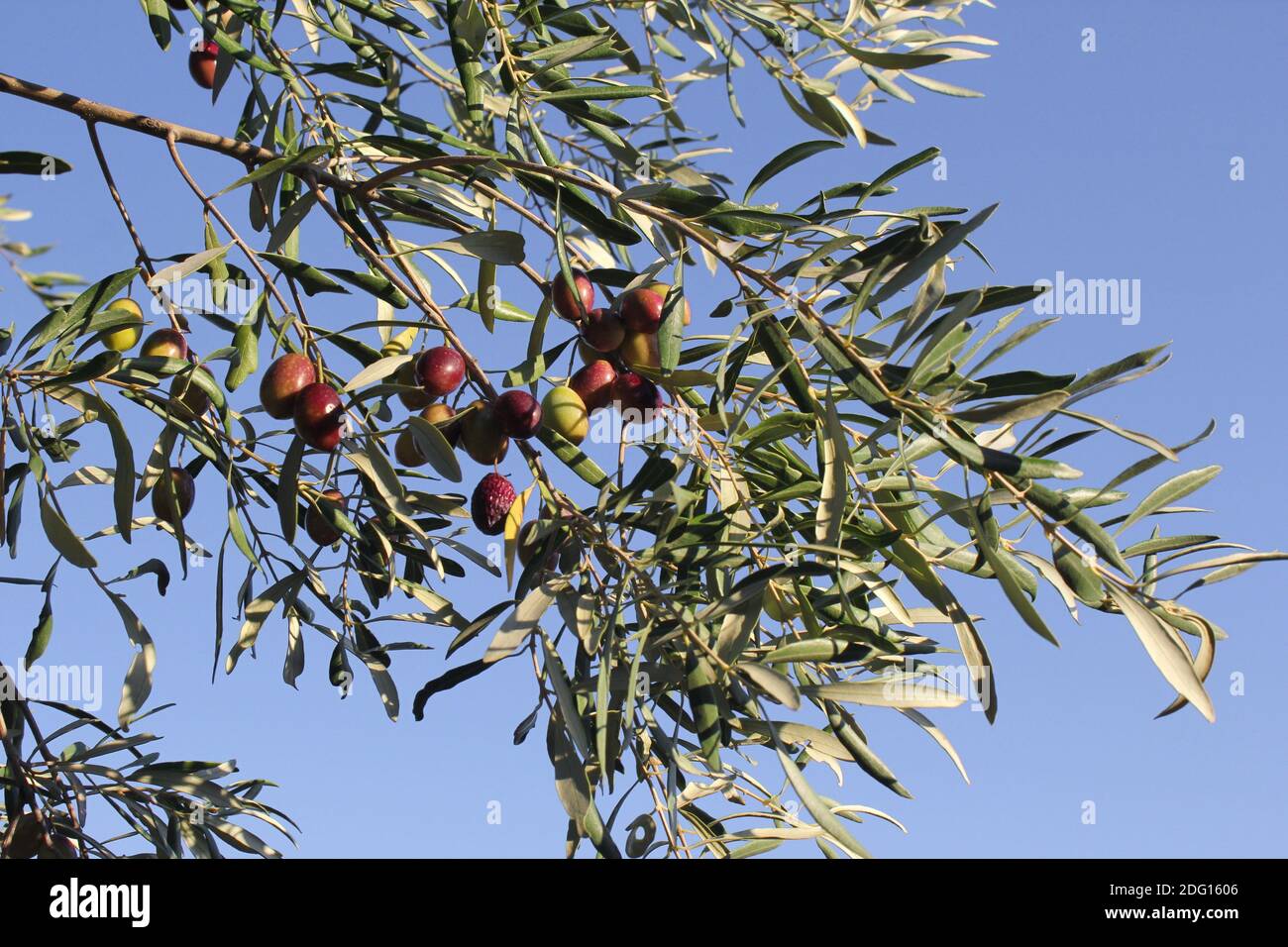 Olives on olive tree branch in the outskirts of Athens in Attica ...