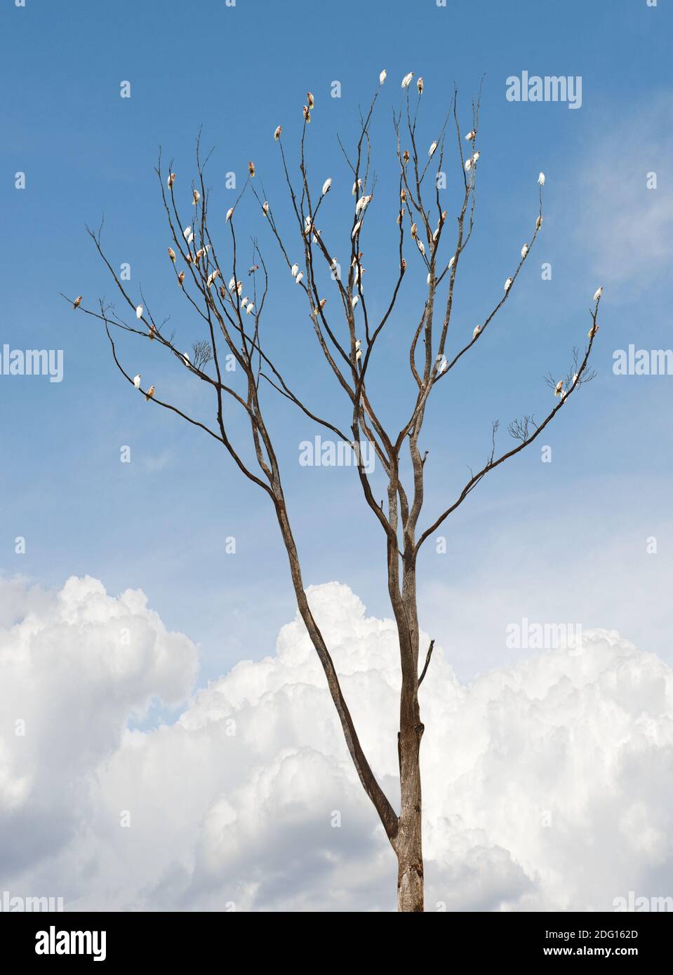 White dry single tall tree hi-res stock photography and images - Alamy