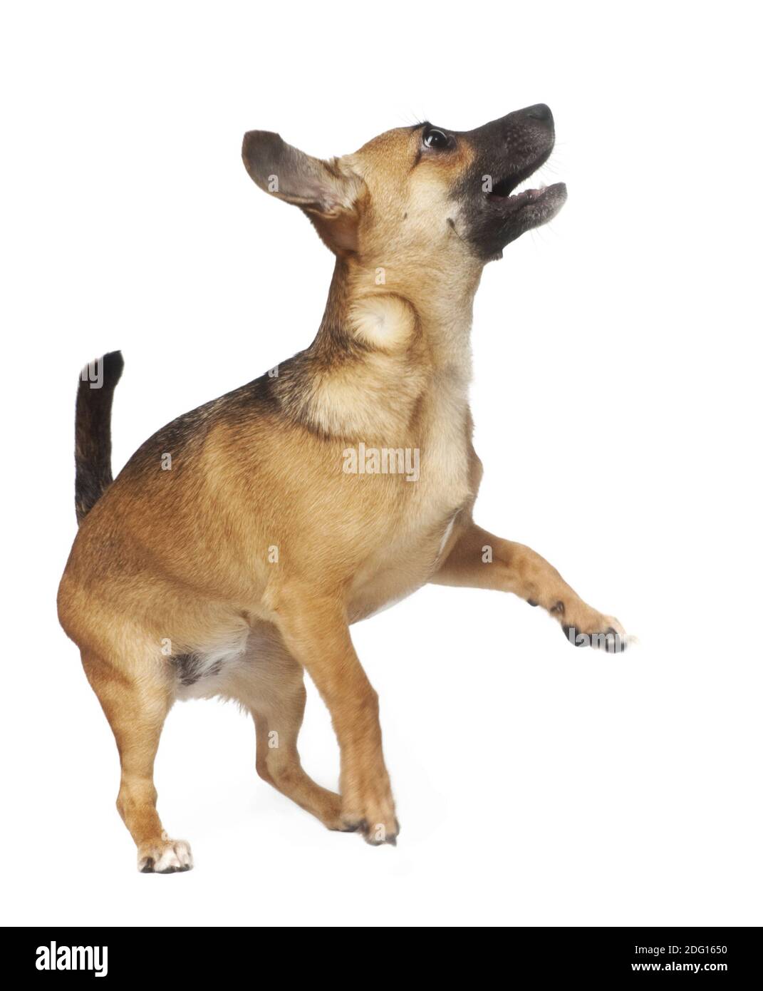 Front view small black dog Cut Out Stock Images & Pictures - Alamy