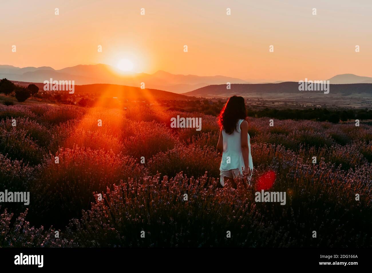 A lavender field and solar lights at sunrise in Kuyucak - Turkey Stock ...