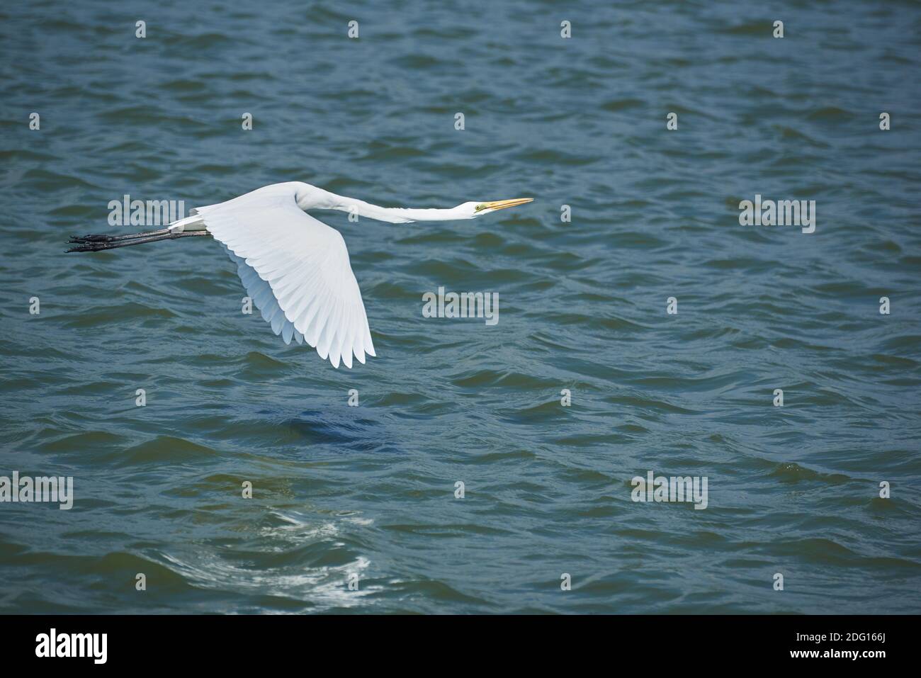 Crane flying over lake hi-res stock photography and images - Alamy