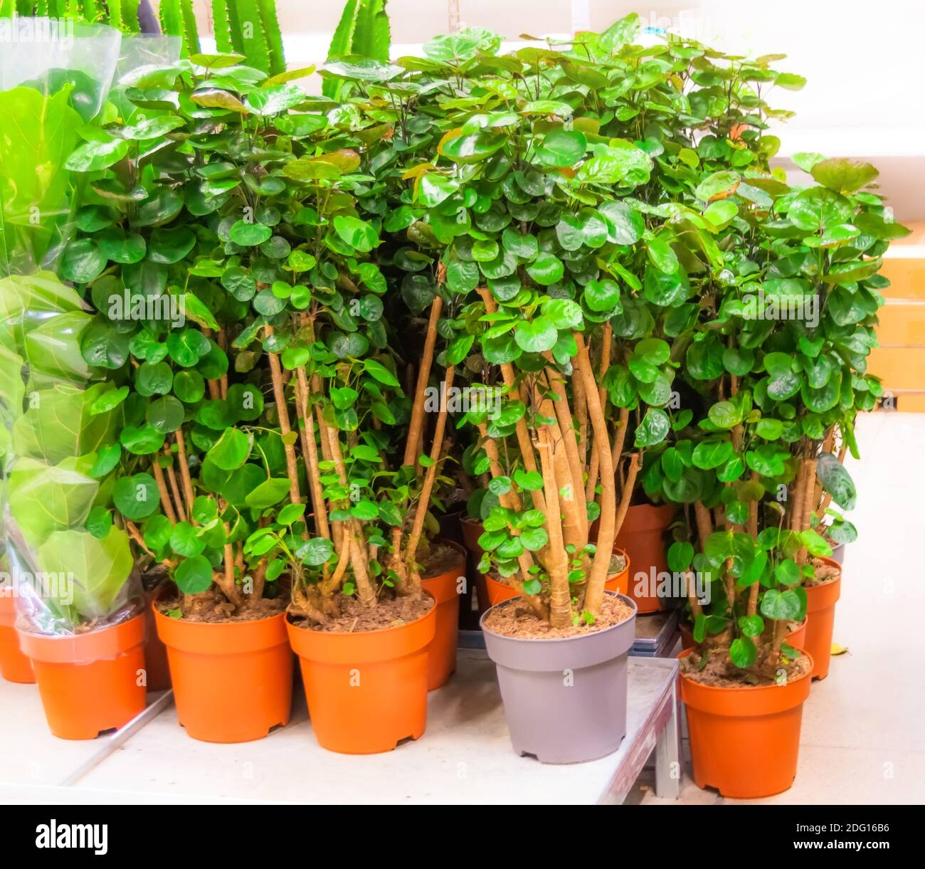 Polyscias hi-res stock photography and images - Alamy