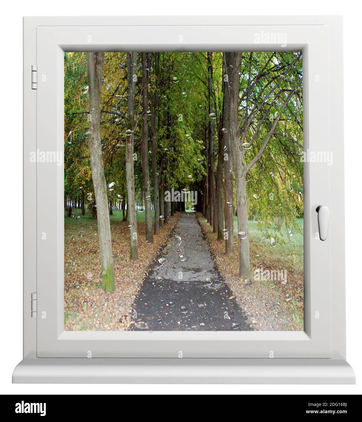 Tree behind window Cut Out Stock Images & Pictures - Alamy