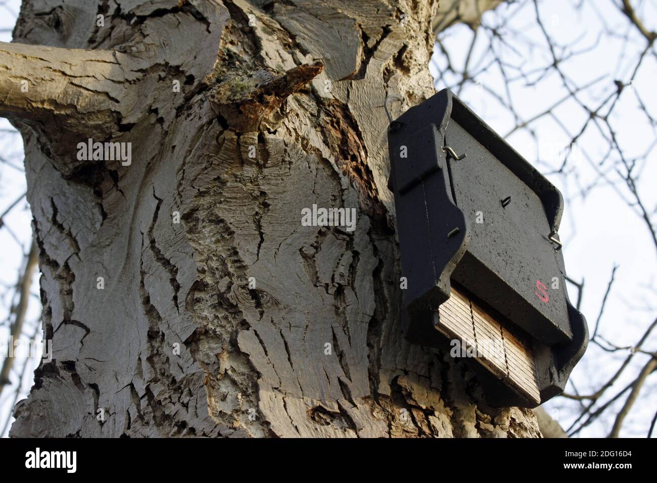 Field mouse box Stock Photo - Alamy