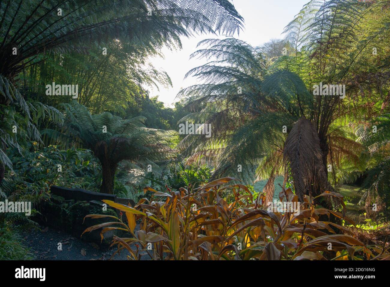 Dicksonia tree ferns adding a Sub tropical feel to the gardens at ...