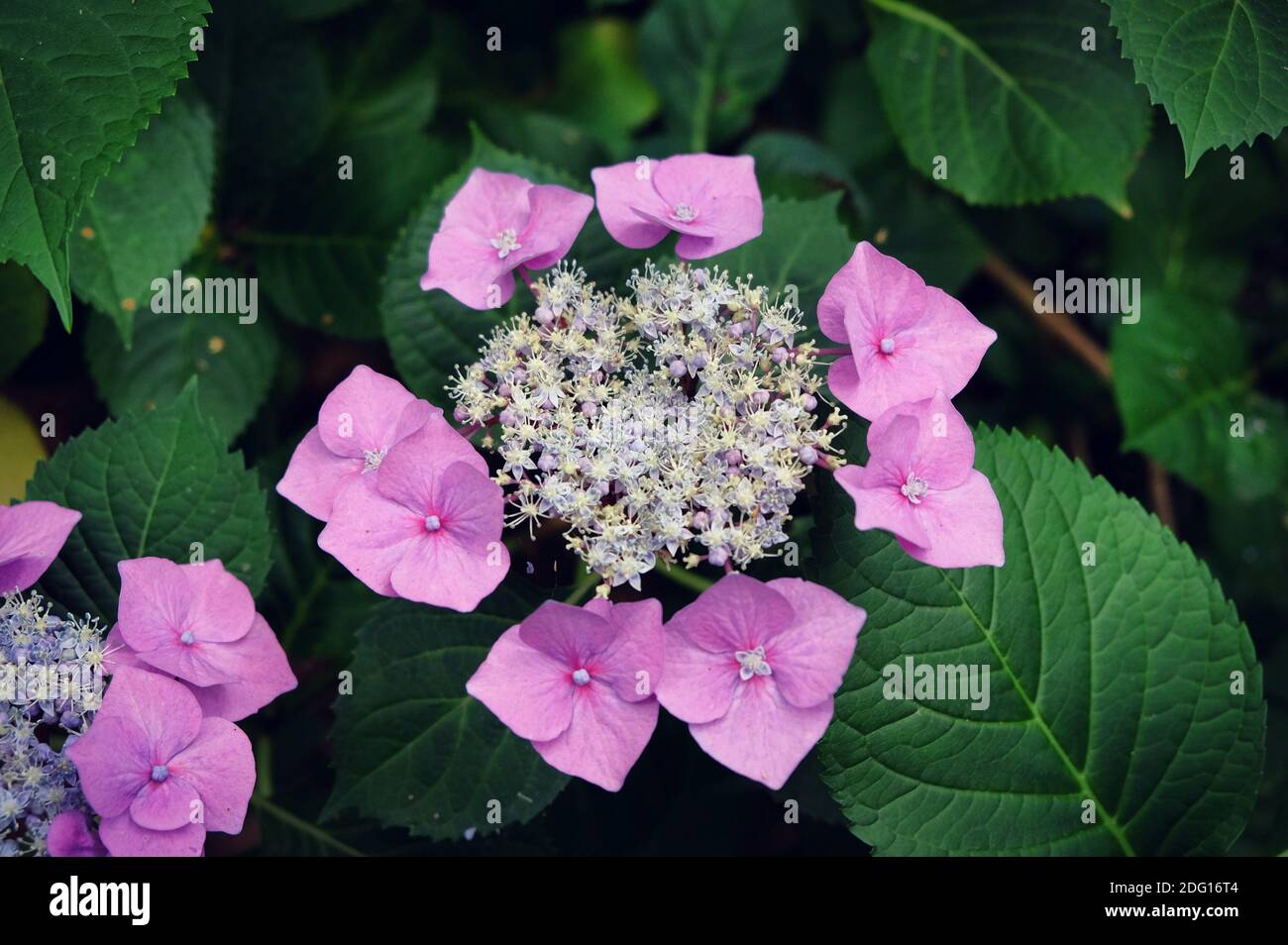 Lace cap hydrangea hi-res stock photography and images - Alamy