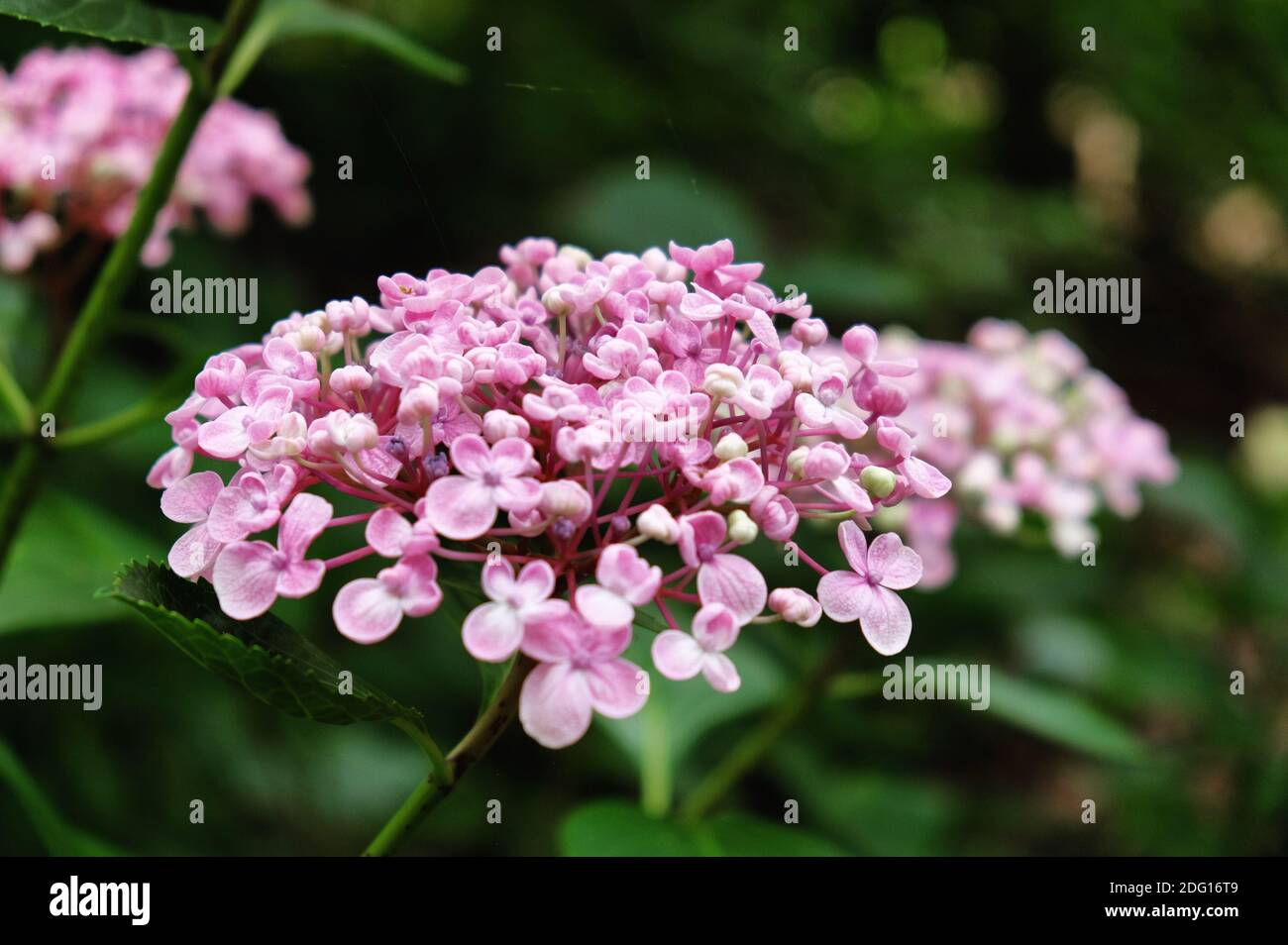Pink Hydrangea macrophylla 'Ayesha' in flower during the summer months ...