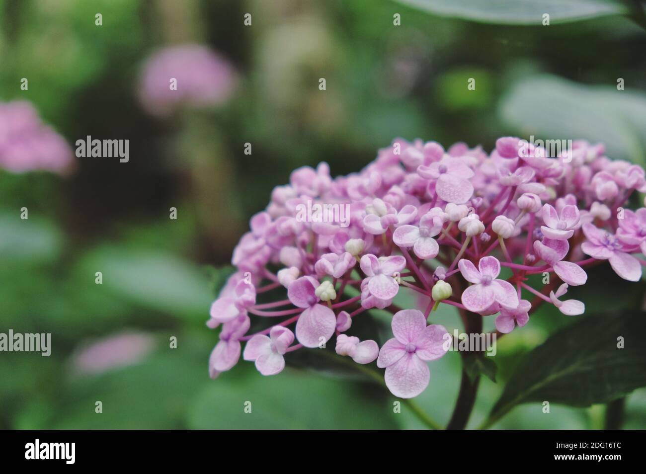 Pink Hydrangea macrophylla 'Ayesha' in flower during the summer months ...