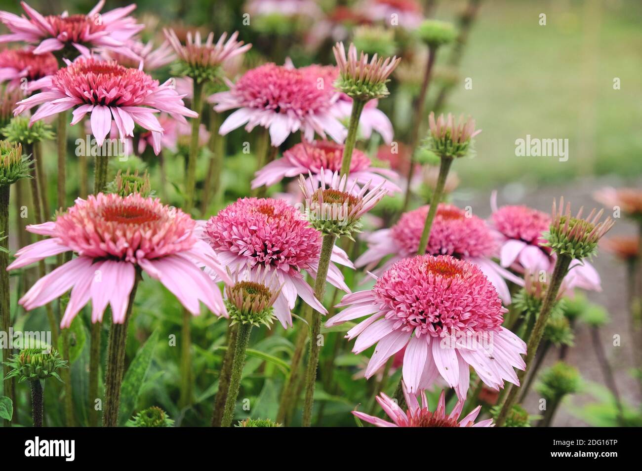 Echinacea purpurea 'Papallo Semi-Double Pink' coneflower blooming in ...