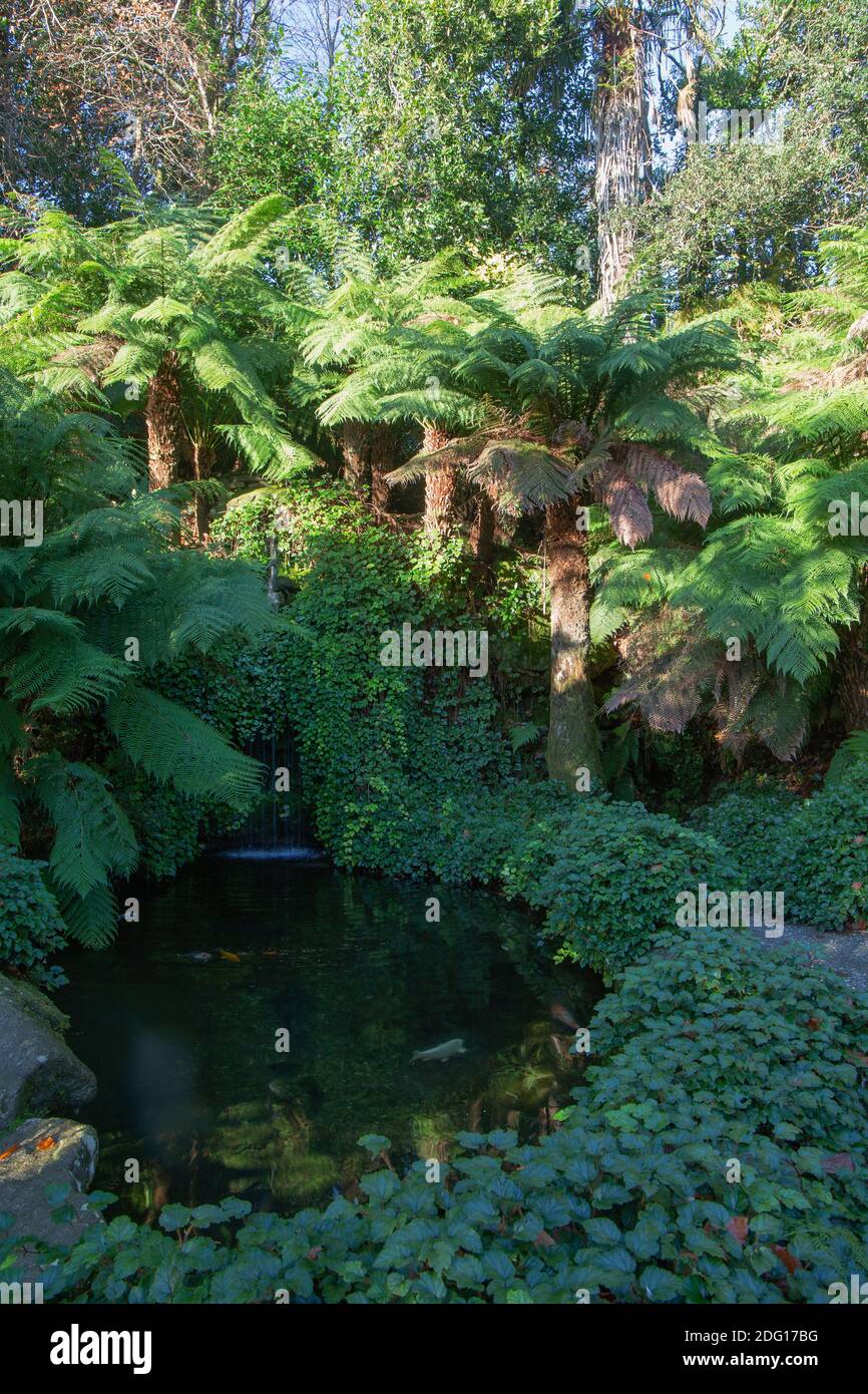 Koi carp pond surrounded by tree ferns, Trebah gardens, Cornwall Stock ...