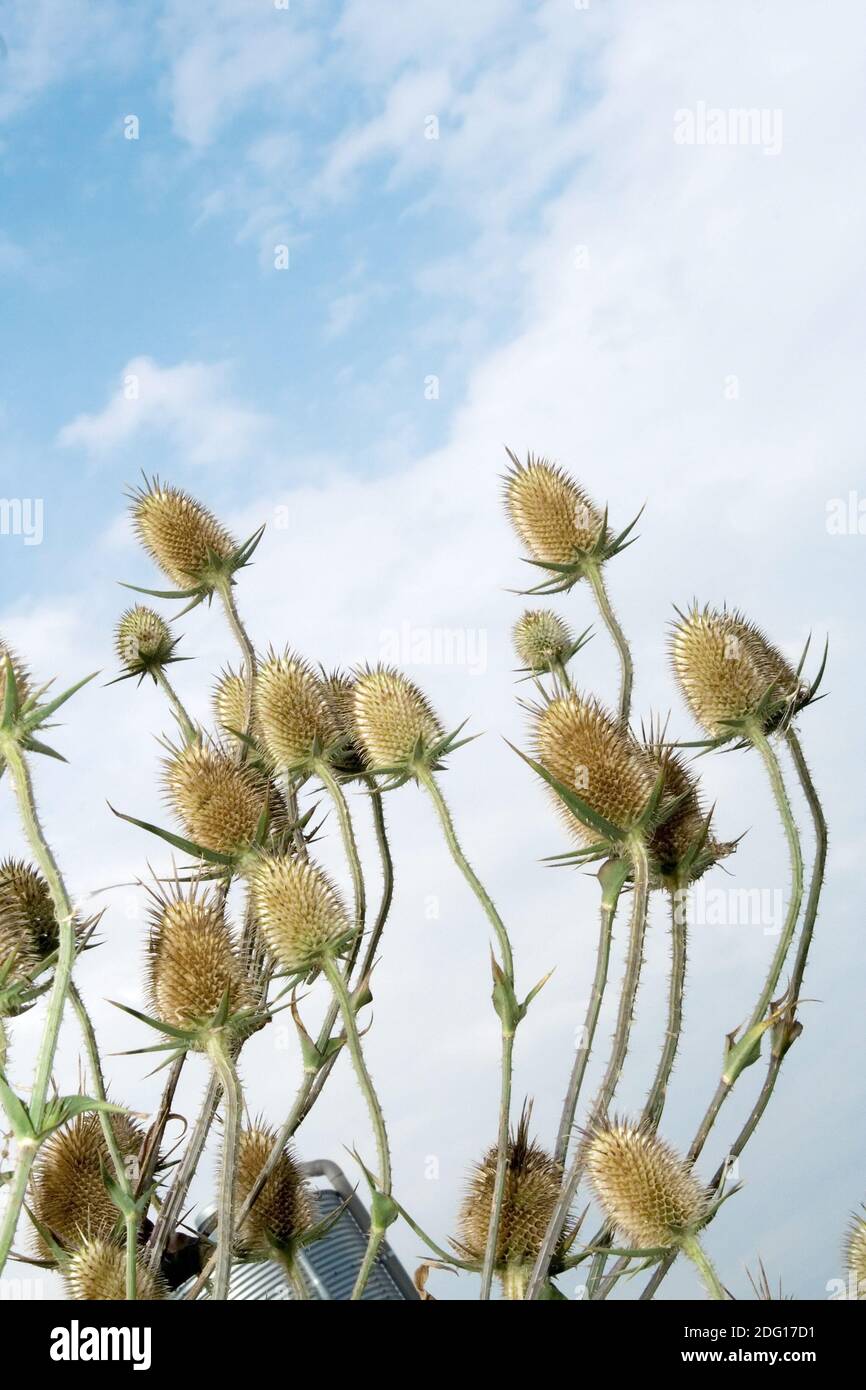 Burs hi-res stock photography and images - Alamy